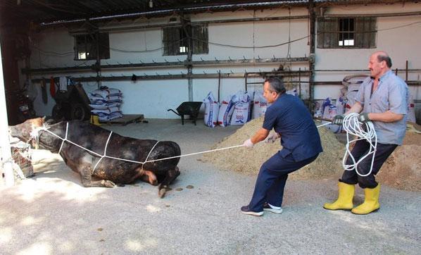 Kazasız kurban kesimi için 'Reuff' tekniği - Vatan Gazetesi Haberler