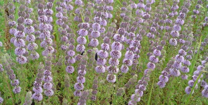 Yarpuz Otu Nedir? Yarpuz Otu Faydaları Nelerdir? - Sağlık Haberleri