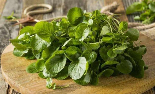 Tere Otu Nedir? Tere Otu Faydaları Nelerdir? - Sağlık Haberleri