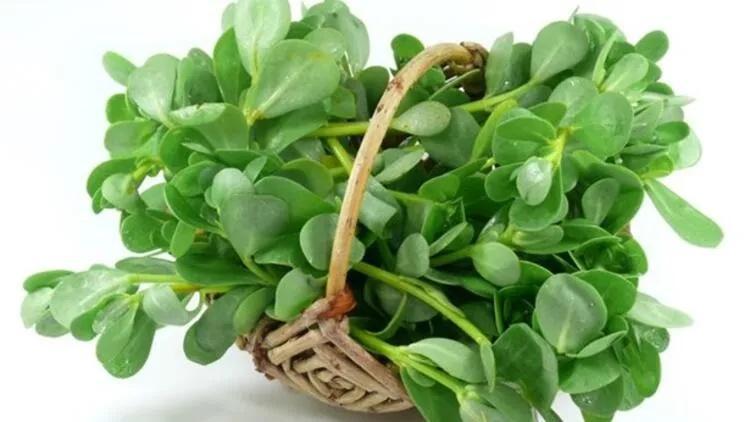 Semiz Otu Nedir? Semiz Otu Faydaları Nelerdir? - Sağlık Haberleri