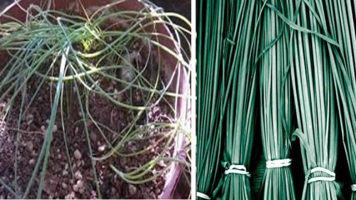 Sirim Otu Nedir? Sirim Otu Faydaları Nelerdir? - Sağlık Haberleri