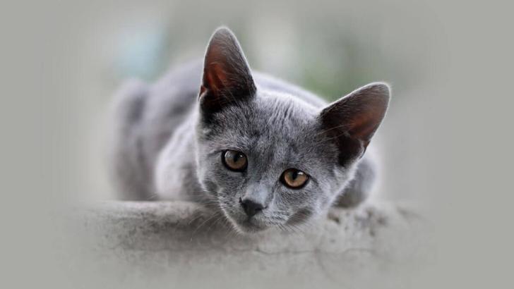 Rüyada Gri Kedi Görmek Ne Anlama Gelir? Rüyada Gri Kedi Sevmek Nasıl ...