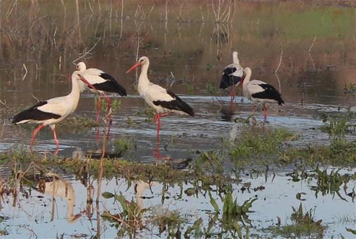 Beş yıl sonra ilk defa telli turna görüldü - Yaşam Haberleri