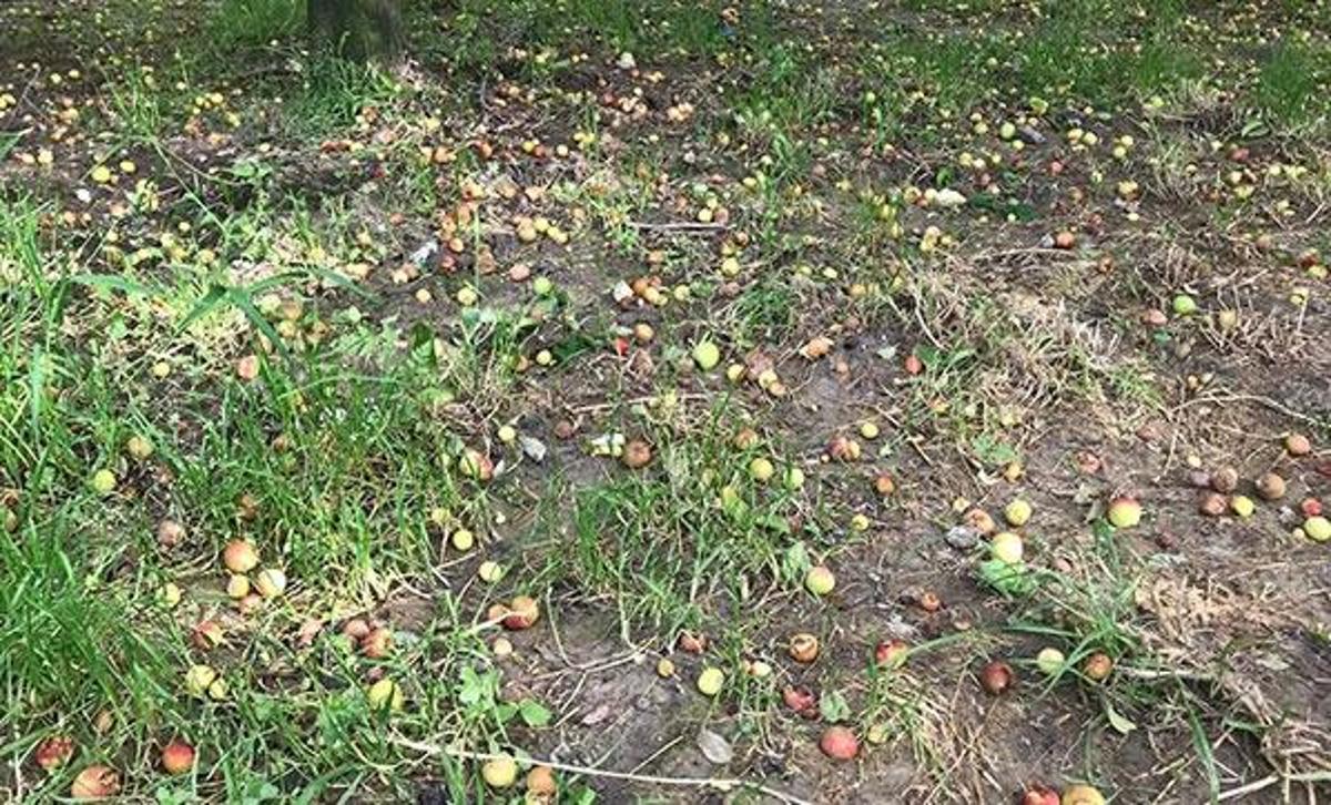 Dolu nedeniyle kilolarca erik meyvesi zarar gördü - Yaşam Haberleri
