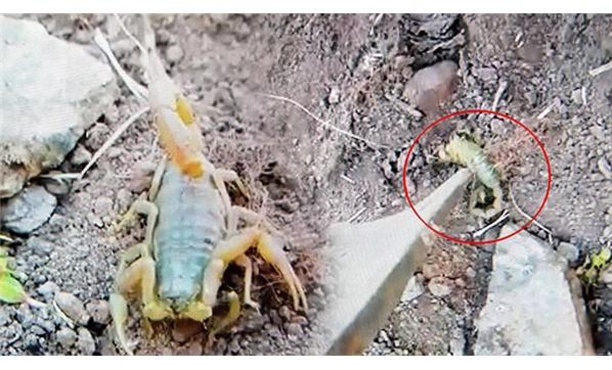 İlçe halkı tedirgin! Zehirli sarı akrep görüldü - Yaşam Haberleri