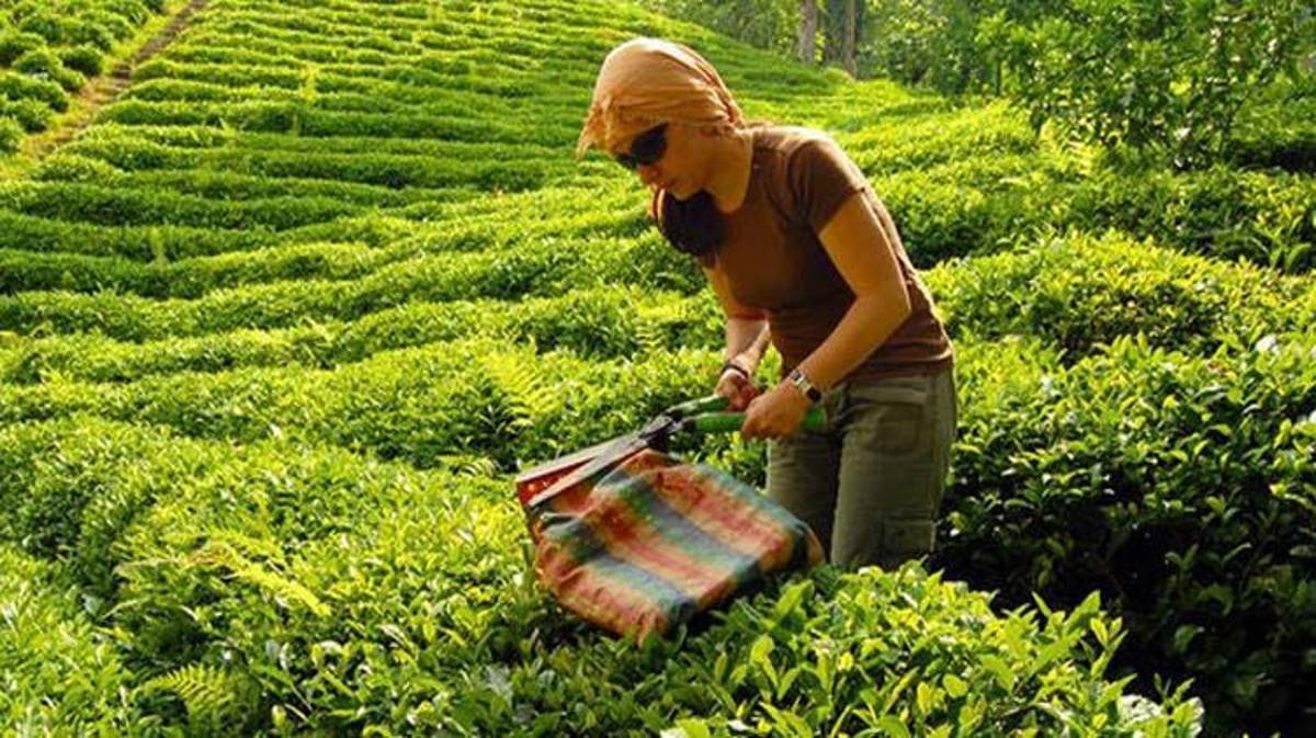 Çaykur kura listesi 2022! İŞKUR Çaykur işçi alımı kura çekimi sonuçları ...