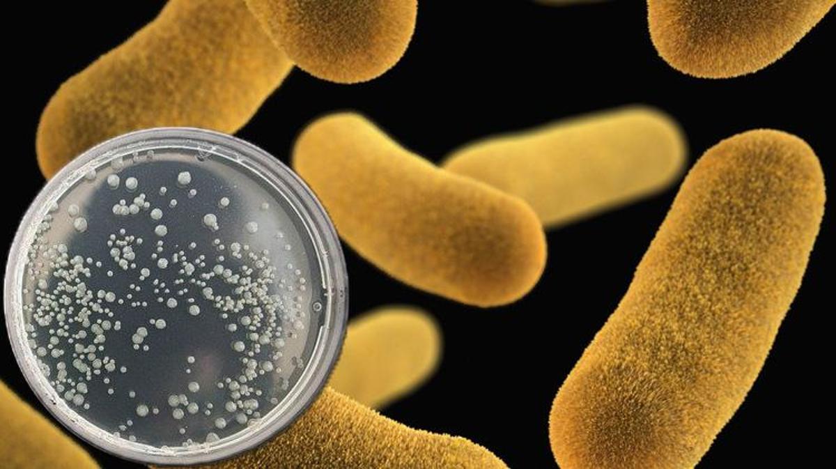 Kara Veba bilinen tarihten daha önce ortaya çıkmış! DNA analizi ile ...