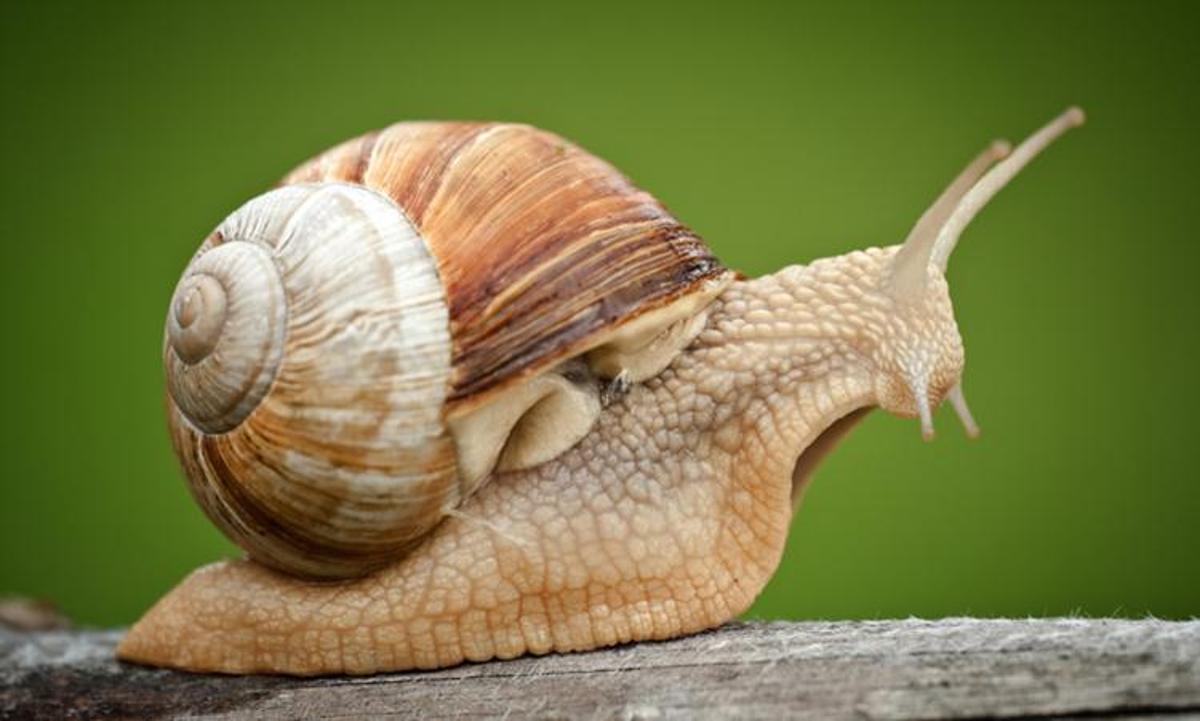 Sümüklü böcek ne anlama gelir? Falda çıkan sümüklü böcek ne anlama ...