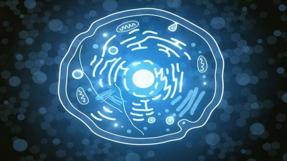 Lizozom Nedir, Özellikleri Nelerdir? Lizozomun Görevleri Nelerdir?