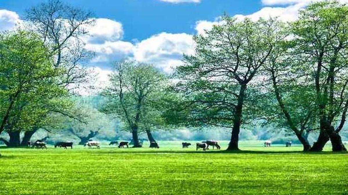 Gölyaka nerede, Gölyaka fay hattı nereden geçiyor? Depremin merkez üssü ...