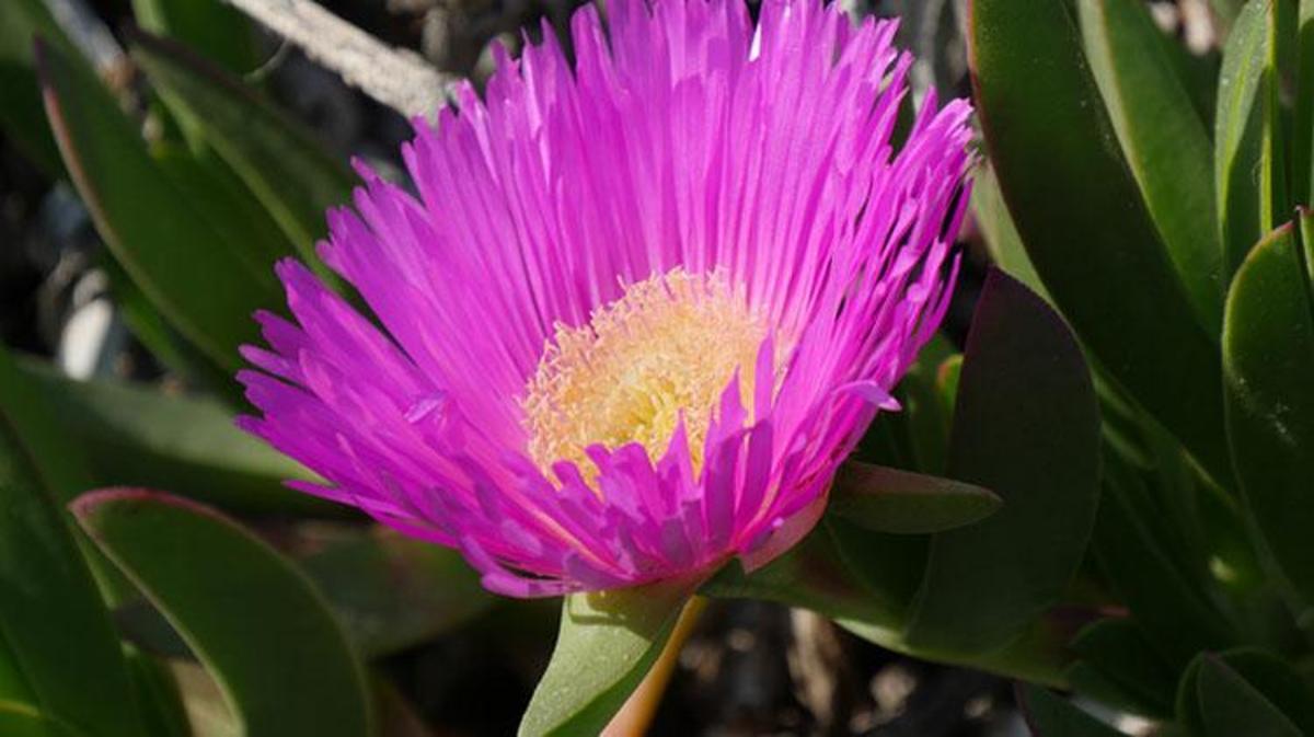 Geven Otu Nedir? Geven Otu Faydaları Nelerdir? - Sağlık Haberleri