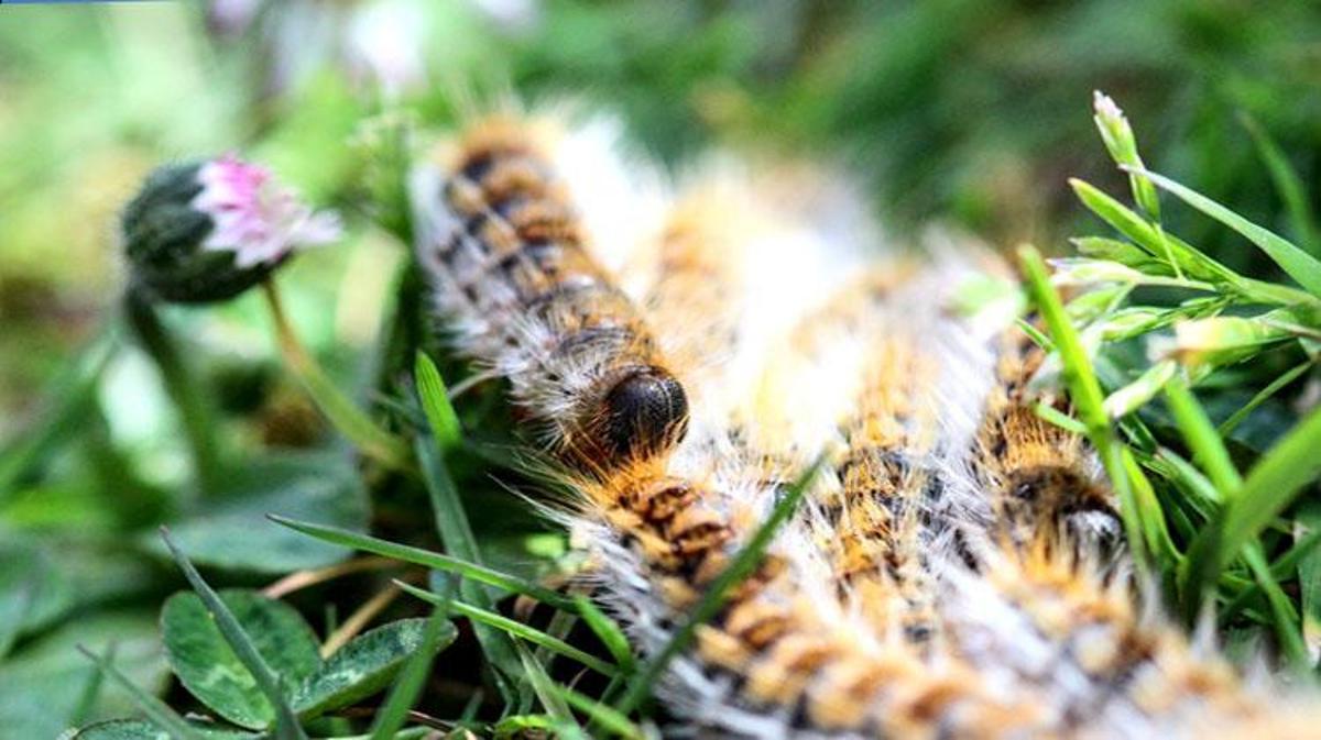 Falda Tırtıl Görmek Ne Demek? Kahve Falında Tırtıl Nasıl Yorumlanır ...
