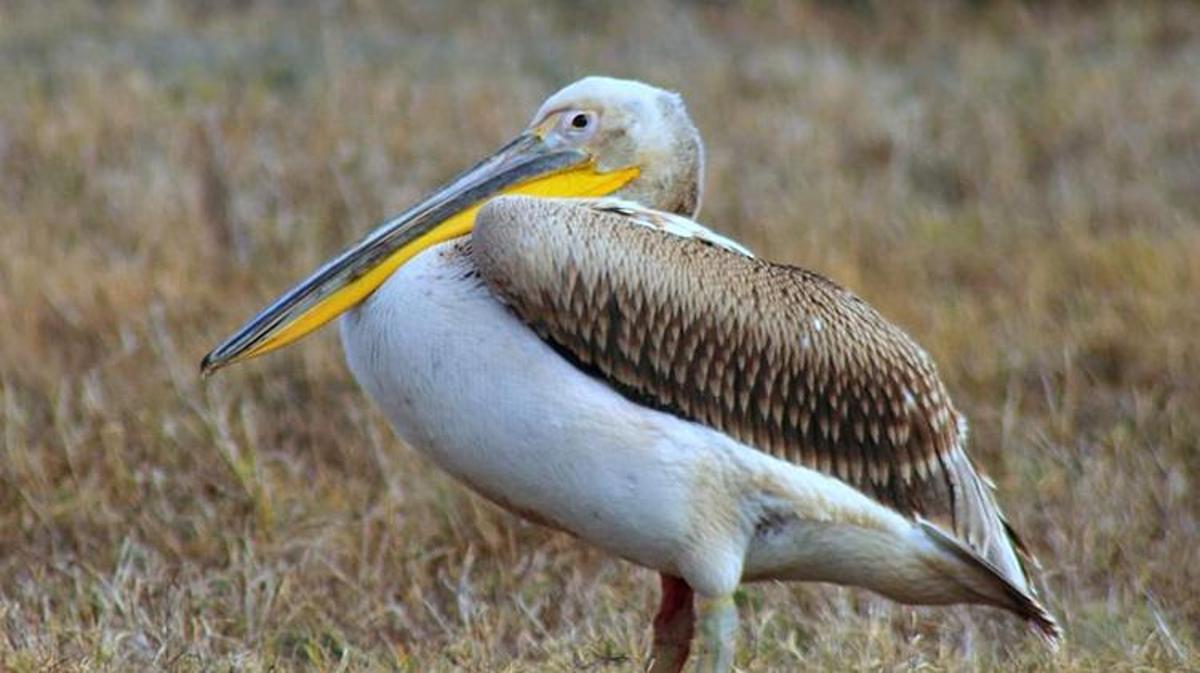 301 çeşit kuş türüne ev sahipliği yapan Sultan Sazlığında kuraklık ...