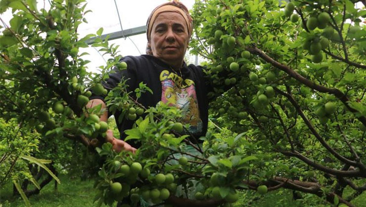 Hatay'da üretiliyor Avrupa'ya gidiyor! Şifa kaynağı meyve kilosu 500 TL’den alıcı buluyor ...