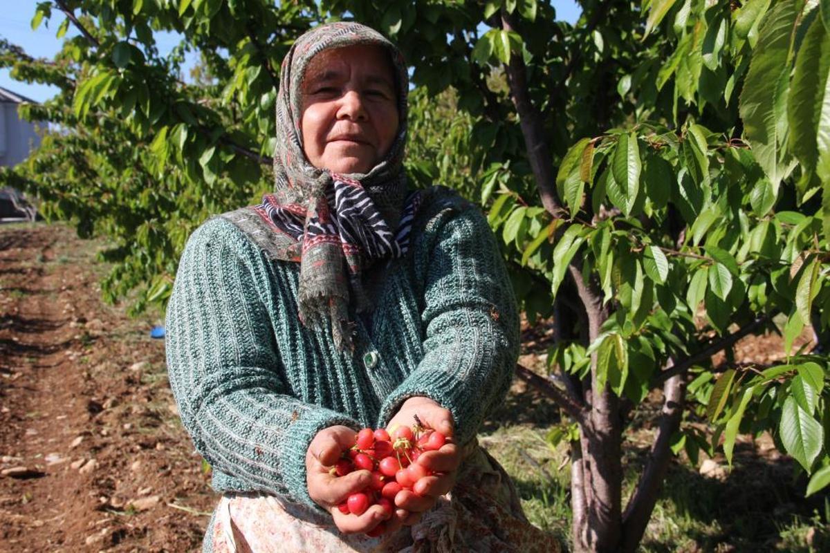 Yılın ilk hasadı Manisa'da yapıldı! Kilosu 3 bin 500 TL'den satıldı - Gazetevatan Haberler