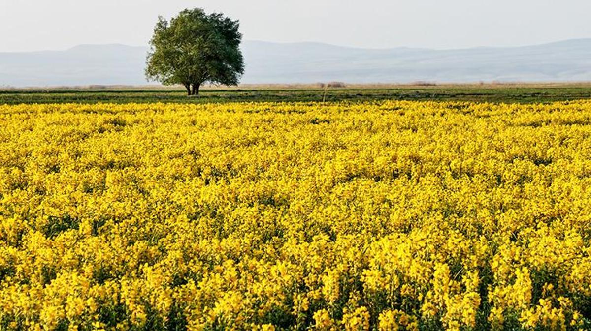 Nasreddin Hoca'nın 'maya çaldığı' göl kurudu üzerine Eber sarısı ...