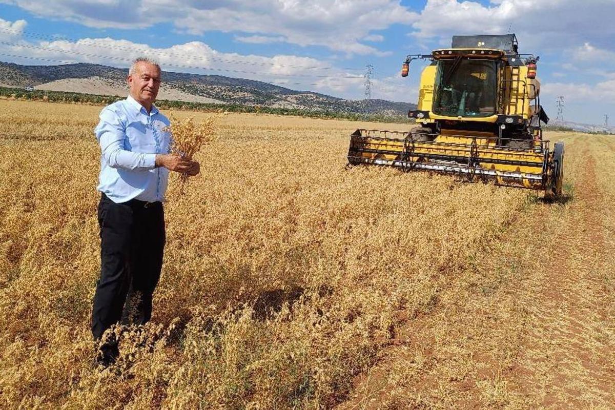 Hasat 35 bin dönümde başladı! 2025'te Türkiye'nin ihtiyacı buradan ...