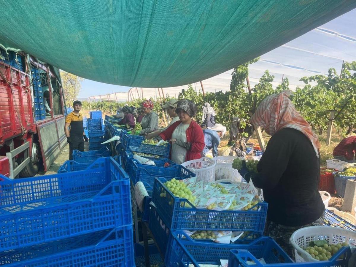 Hasat başladı, Avrupa ve Arap ülkelerinden talep alıyor! Kilogram ...