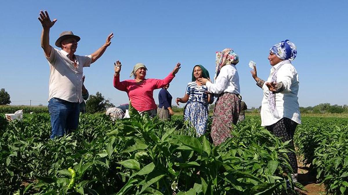 Edirne'de oyun havaları eşliğinde hasat yapılıyor! 'Sinek, malın ...
