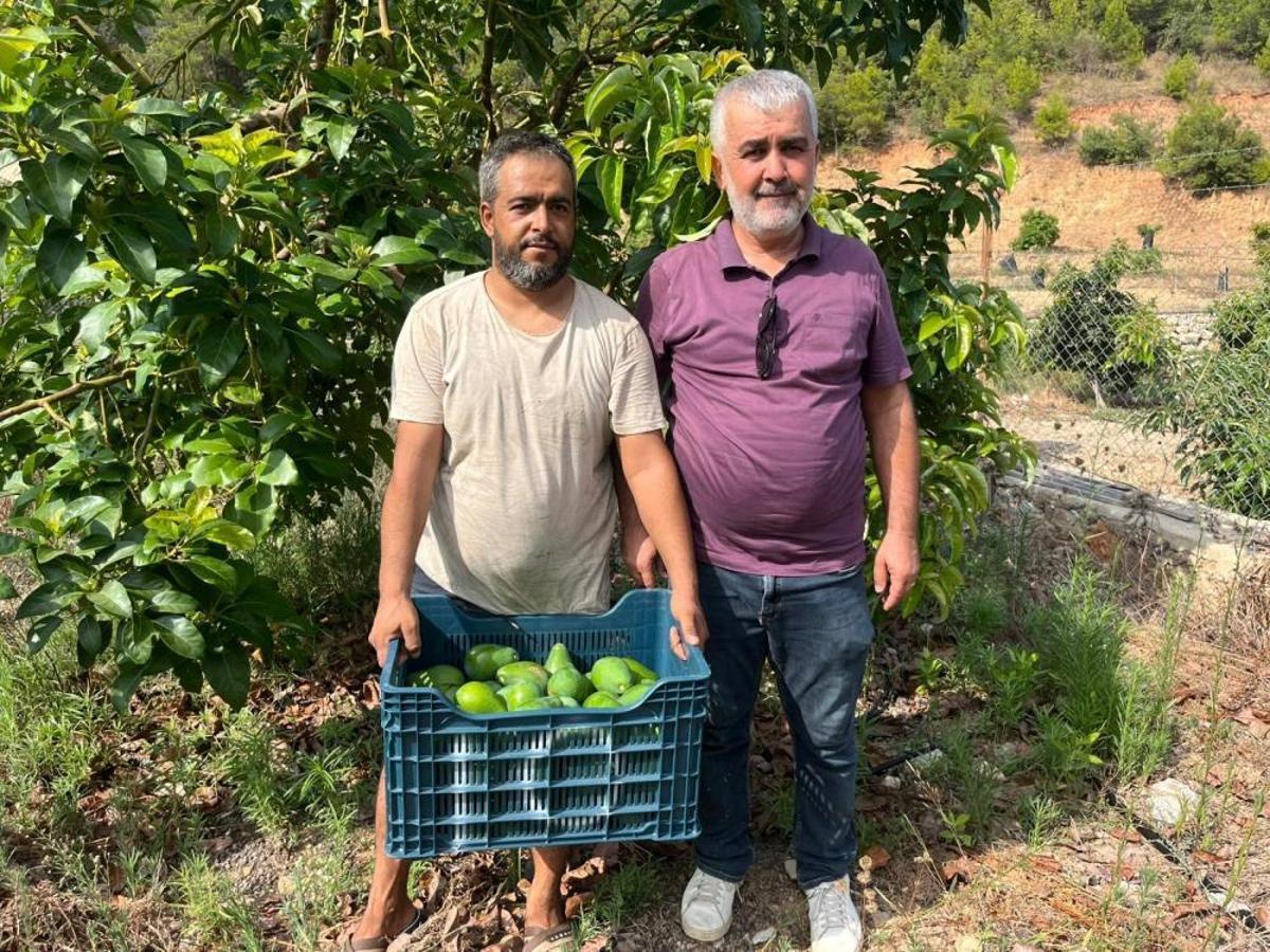 Antalya'da hasat ediliyor, Amerikan armudu olarak biliniyor! Bu tropikal meyvenin tanesi 50 ...