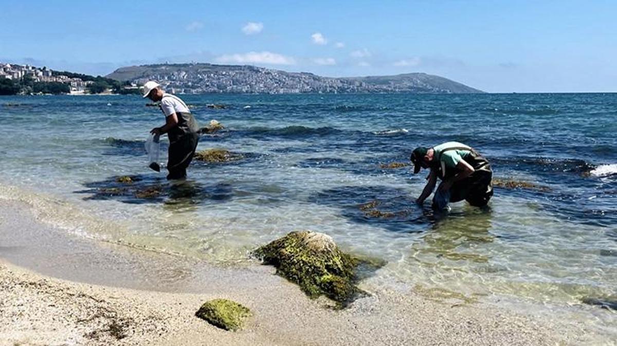 Sinop'ta bir ilk gerçekleştirildi! Yosunlar artık para edecek: İlk ...