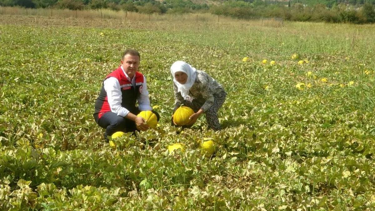 Dünyanın tek inilir yaylasında 'Yayla Kavunu' hasadı başladı ...