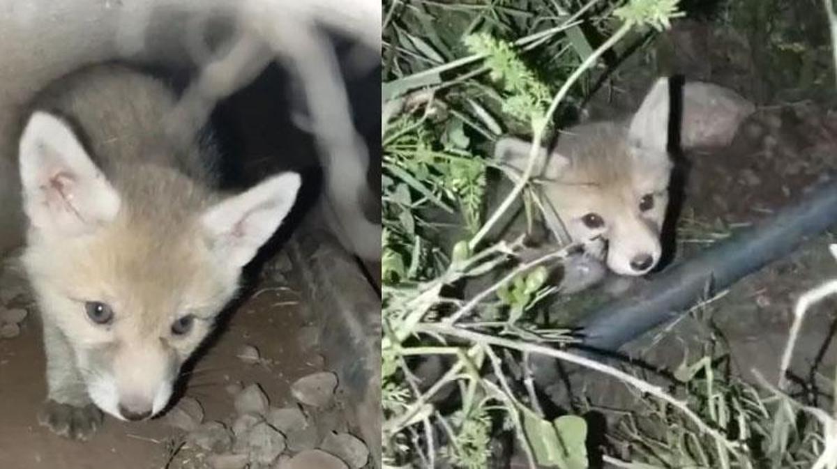 Elazığ’ın Palu ilçesinde tilki yavruları yuvalarında görüntülendi ...