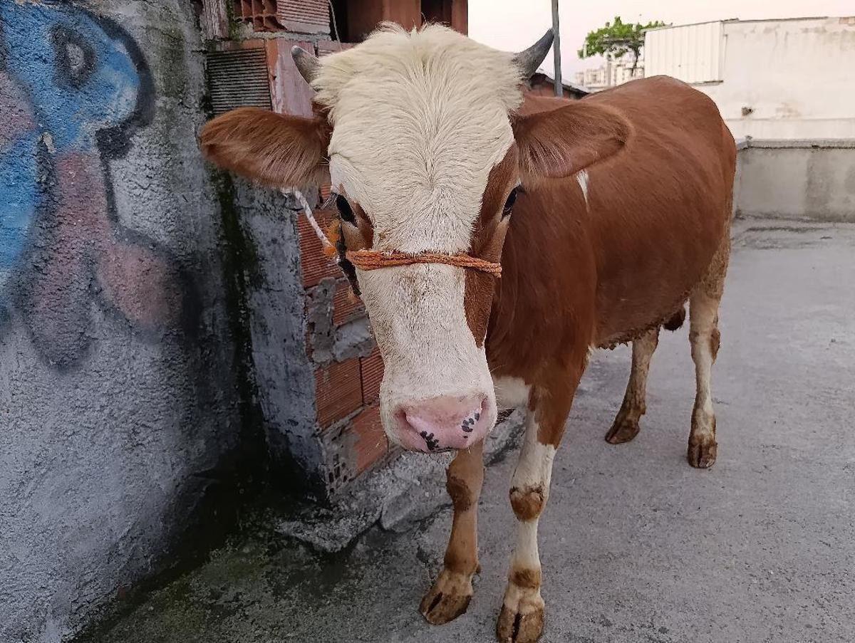Kurbanlık boğa 6 katlı binanın terasında kesildi - Bursa Haberleri