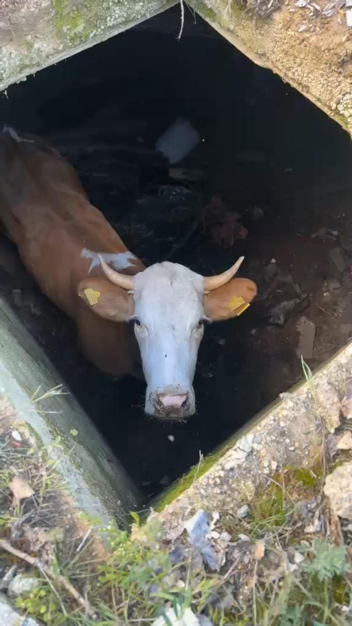 Düştüğü dinamit deposu çukurunda mahsur kalan inek, 8 gün sonra iş ...