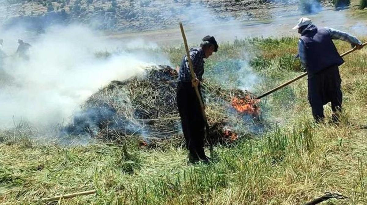 Gaziantep'te coğrafi işaretli "firik" üretimi başladı - Gaziantep Haberleri