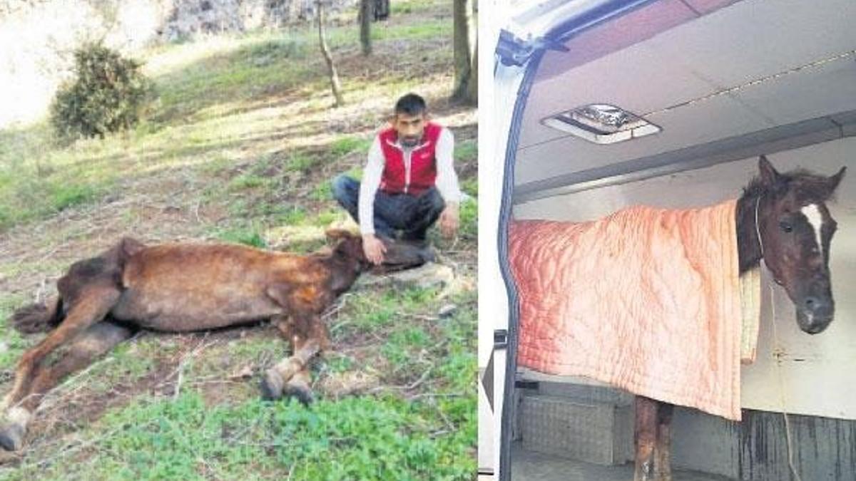 Büyükada’da ölüme terk edilen ata yardım eli - Yaşam Haberleri