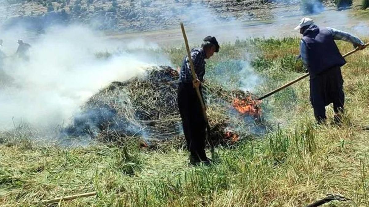 Gaziantep'te coğrafi işaretli "firik" üretimi başladı - Gaziantep Haberleri