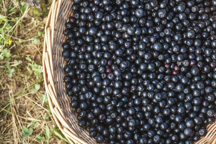 Kanserin düşmanı! Aronia nedir? Aronia'nın faydaları neler? Aronia neye ...