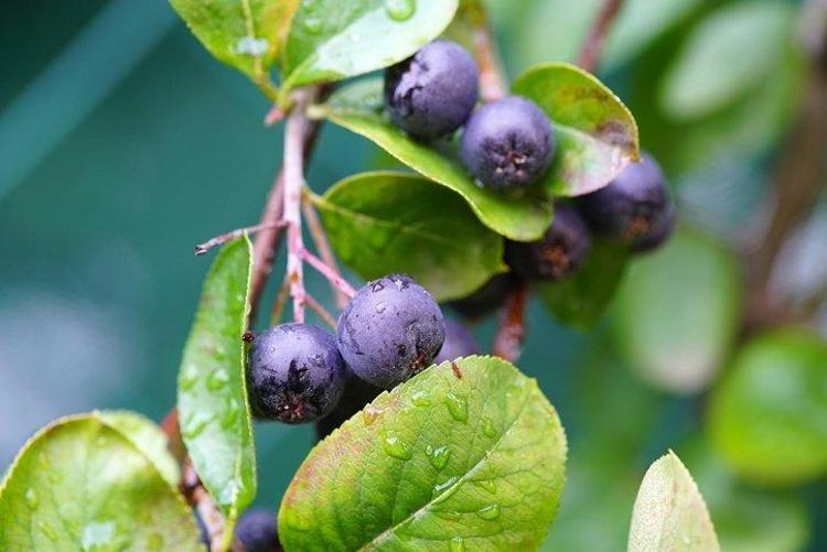 Kanserin düşmanı! Aronia nedir? Aronia'nın faydaları neler? Aronia neye ...