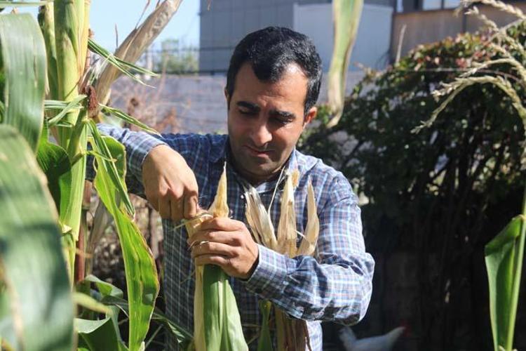 Renkli mısır tohumu nerede bulunur? Renkli mısır doğal mı? Renkli mısır ...