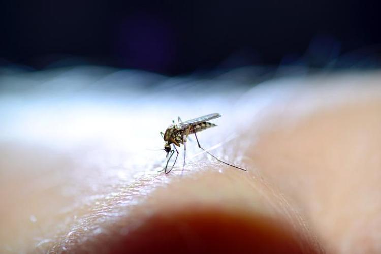 Dang virüsü nedir, ölümcül müdür, nasıl bulaşır? Dang humması virüsü ...