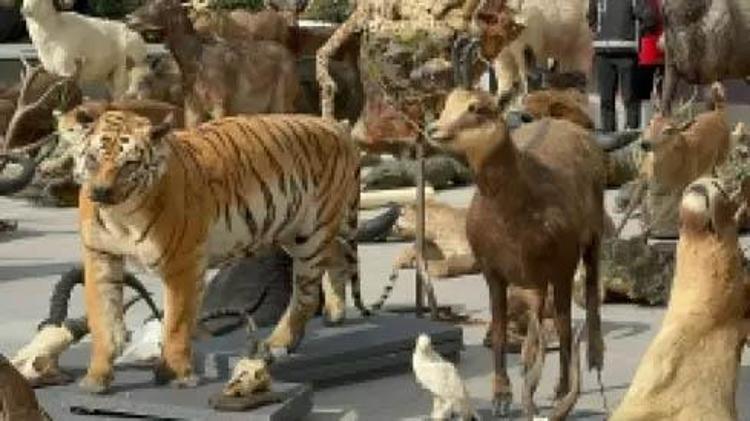 Ali Üstay kimdir, nereli? Hayvan kaçakçılığı cezası nedir, kaçak hayvan ...