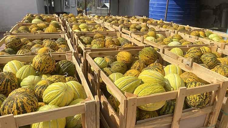 Manisa'nın coğrafi işaretli Kırkağaç kavunu kış sofraları için ...